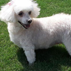 Drooly Dog Food – a very good recipe for every good dog